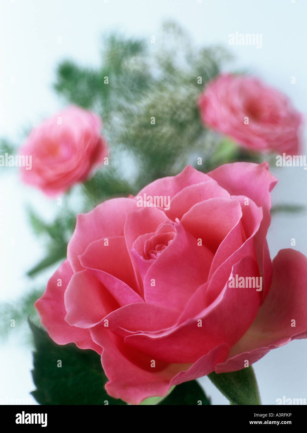 PINK ROSES softly diffused and selectively focused on the foreground ...