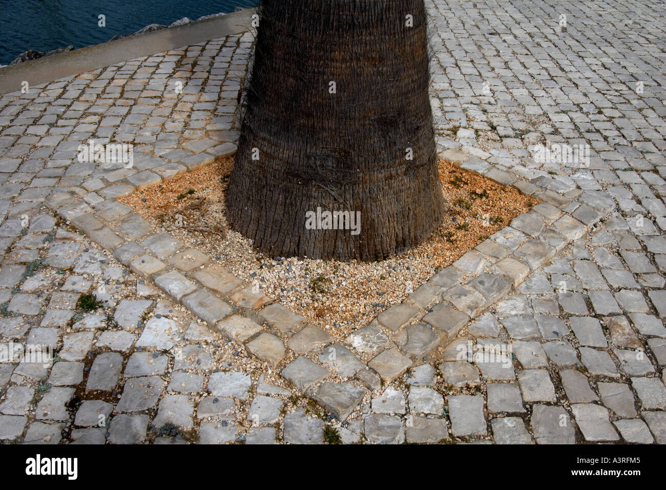 Palm Base on cobbles Stock Photo - Alamy