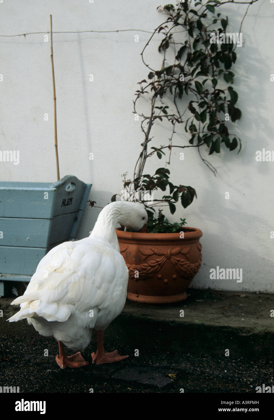 Jersey cottage channel hi-res stock photography and images - Alamy