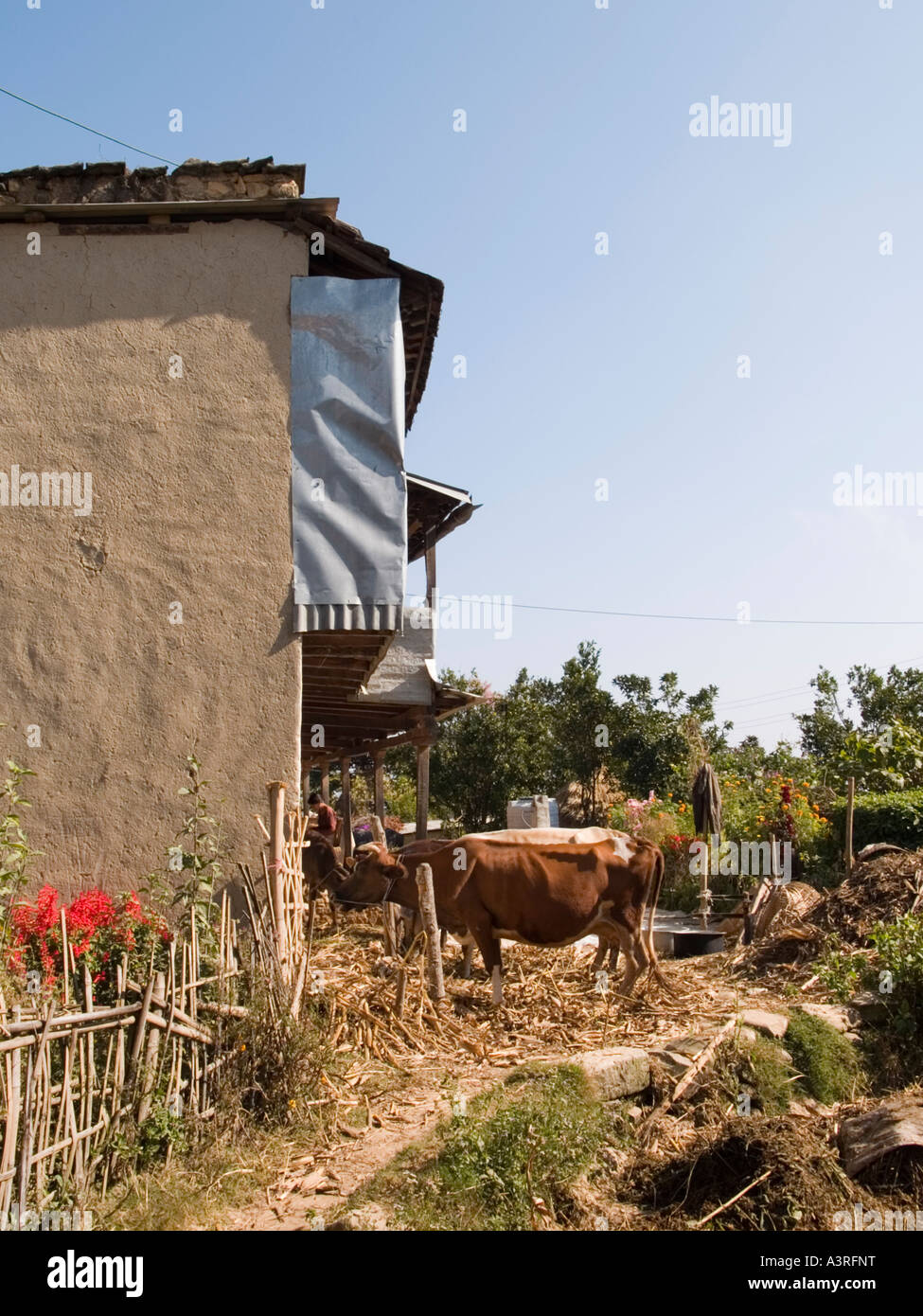 TYPICAL OLD RURAL HOUSE with cows tethered outside in Phulbari village in Himalayan foothills of ...