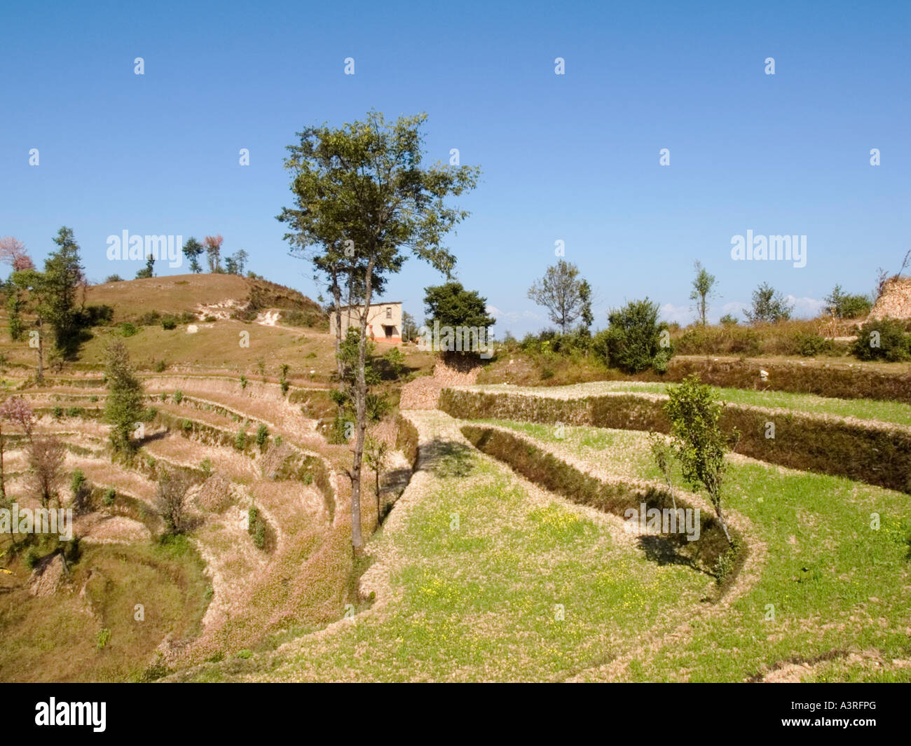 Terraced hillside in himalayan foothills hi-res stock photography and ...