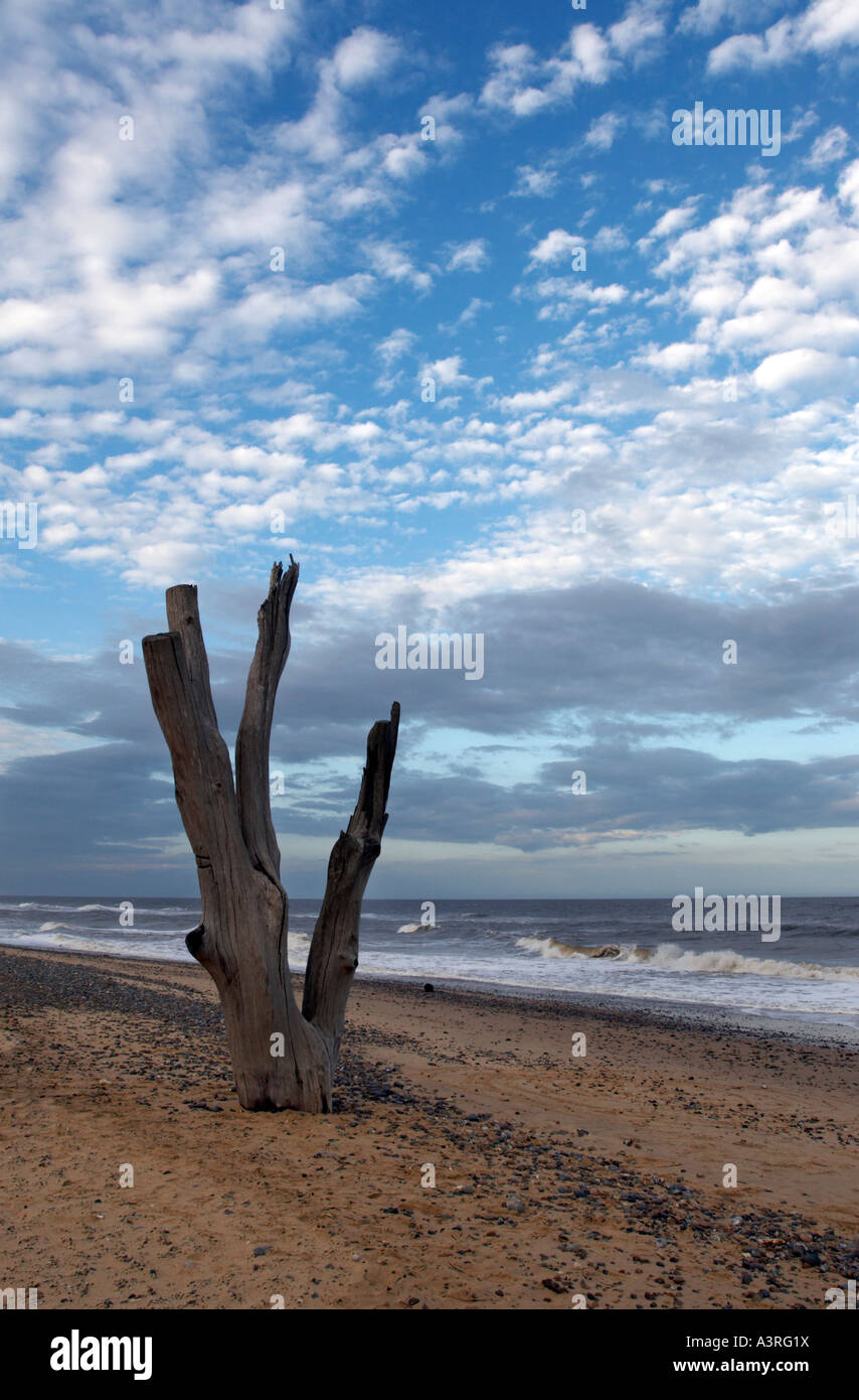 Tree on the Beach Stock Photo - Alamy