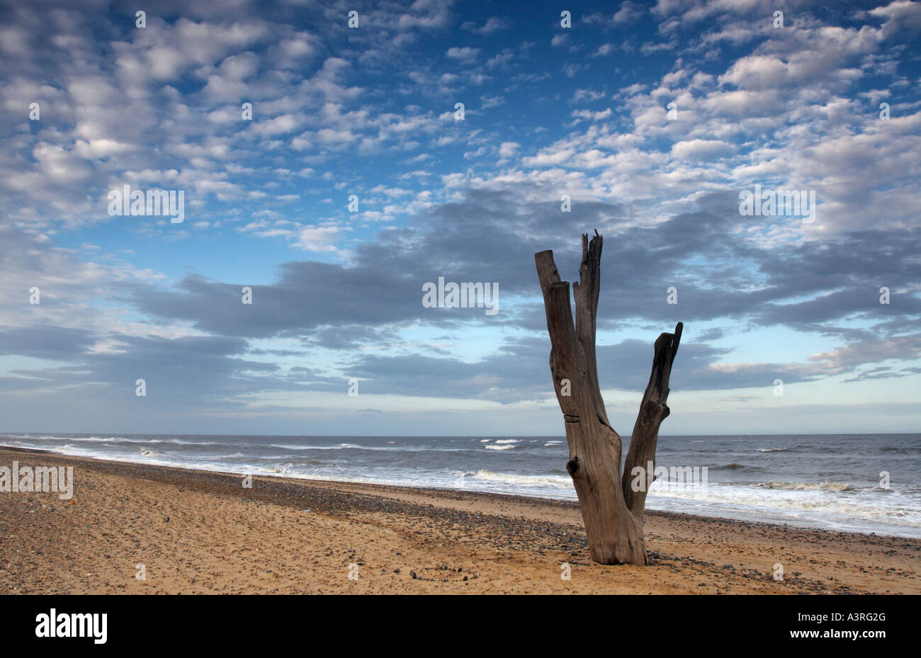Tree on the Beach Stock Photo - Alamy