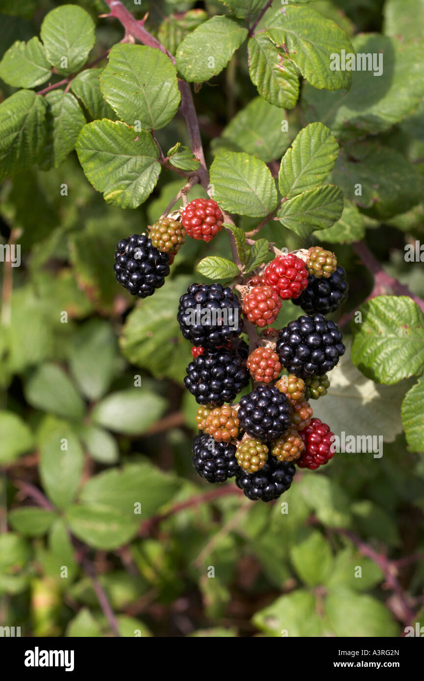 Bramble thorn hedgerow hi-res stock photography and images - Alamy