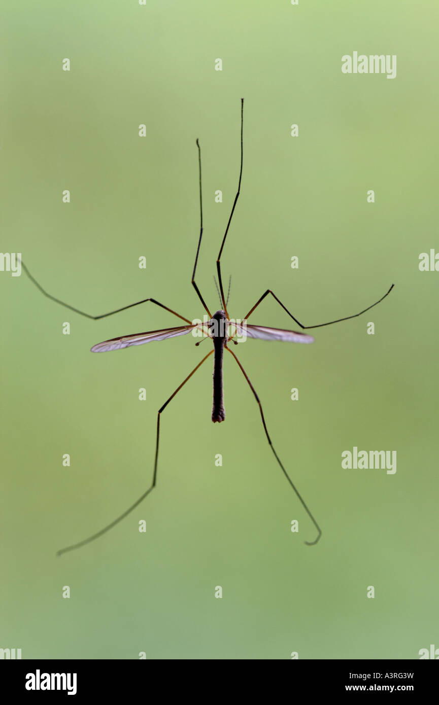 Flying Daddy Long Legs High Resolution Stock Photography and Images - Alamy