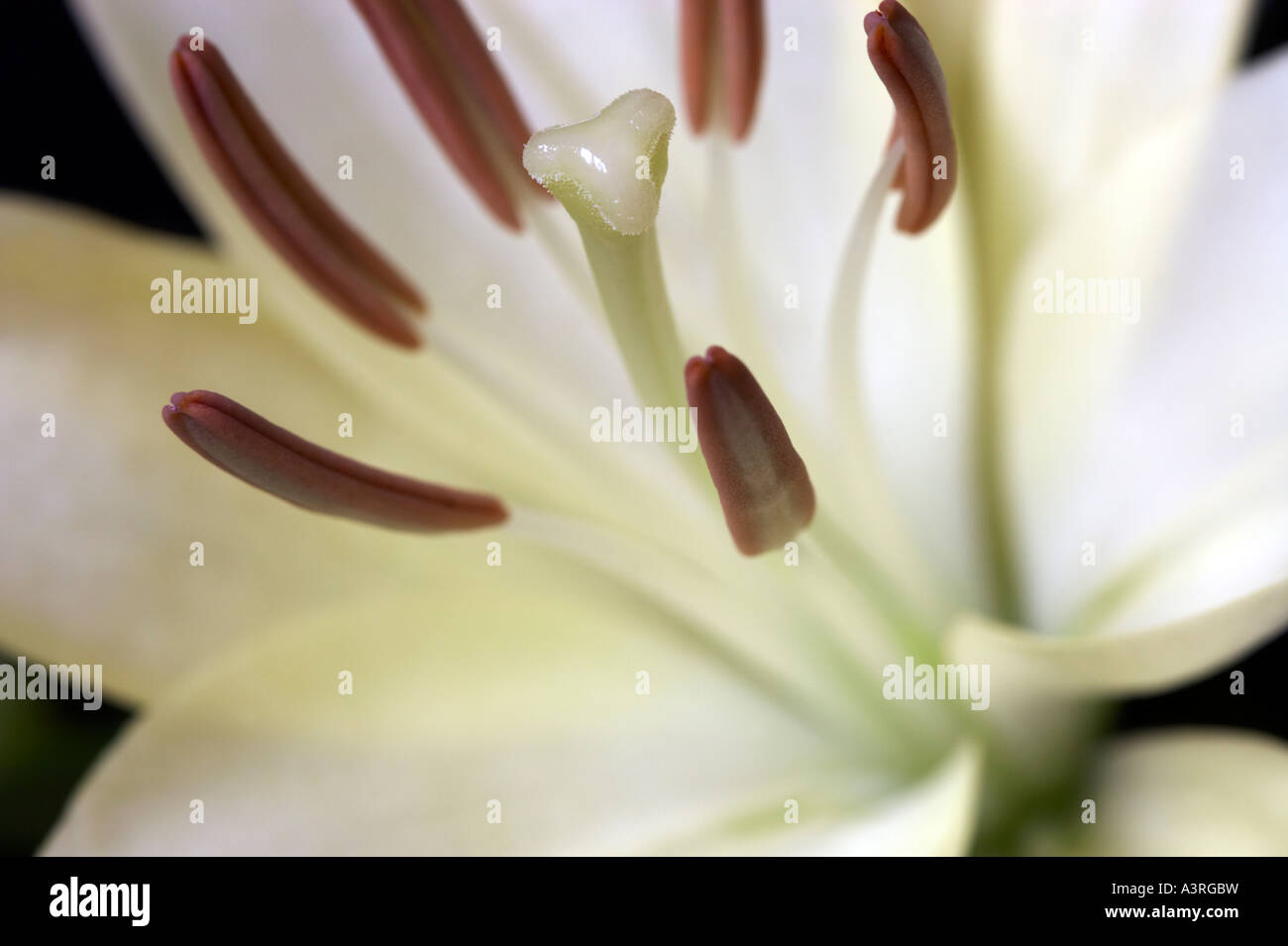 Lily lilium flower cream hi-res stock photography and images - Alamy