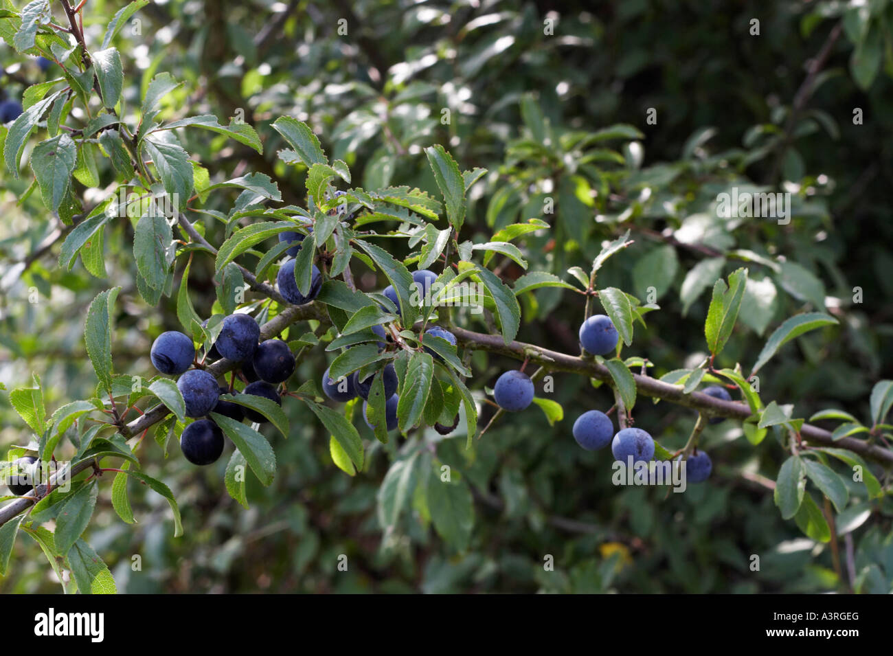 Sloe hedge hi-res stock photography and images - Alamy