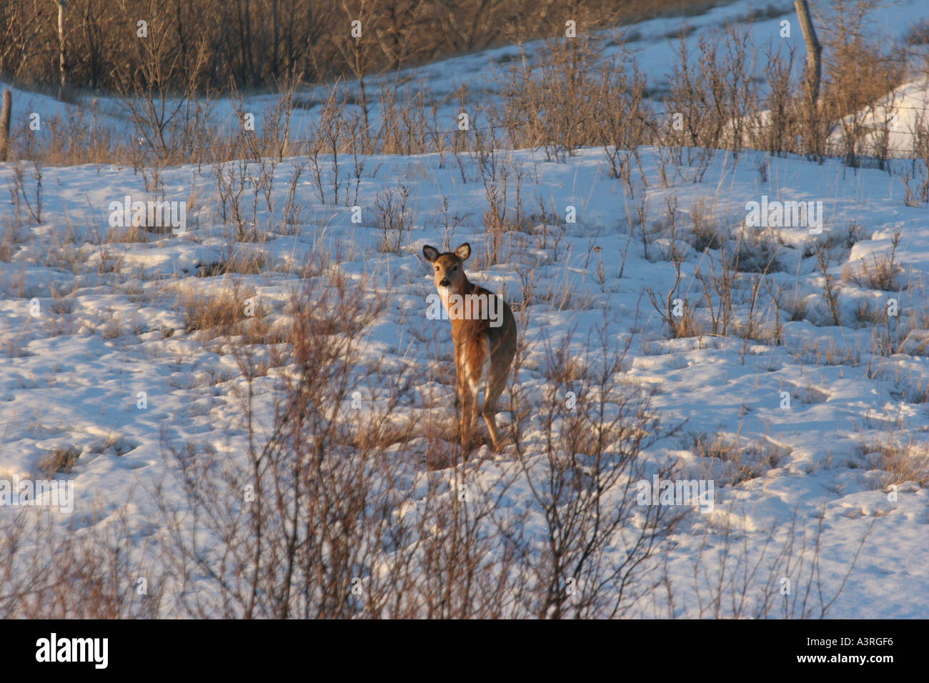 White tailed deer jaw hi-res stock photography and images - Alamy