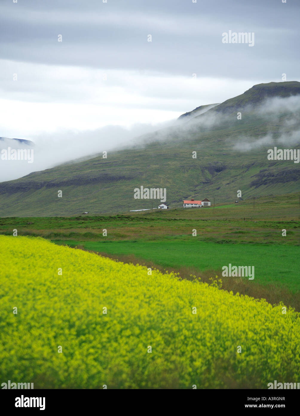 Yellow field Iceland Stock Photo - Alamy