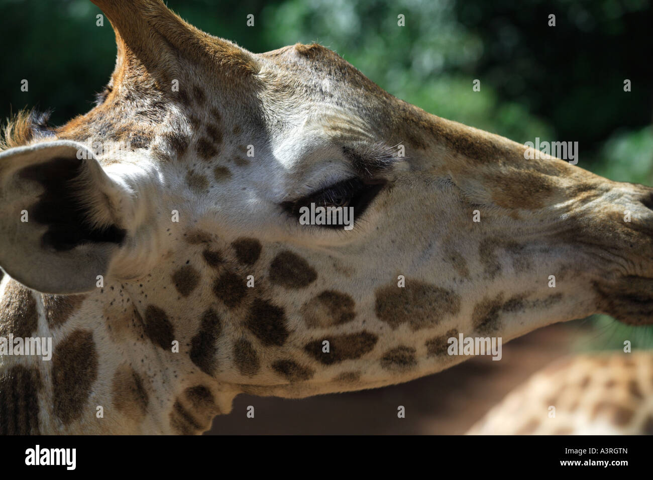 Giraffe eye close up hi-res stock photography and images - Alamy