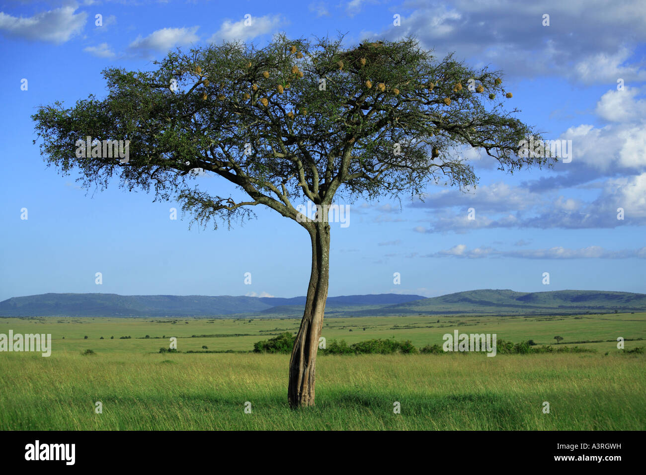 Singular Tree High Resolution Stock Photography and Images - Alamy