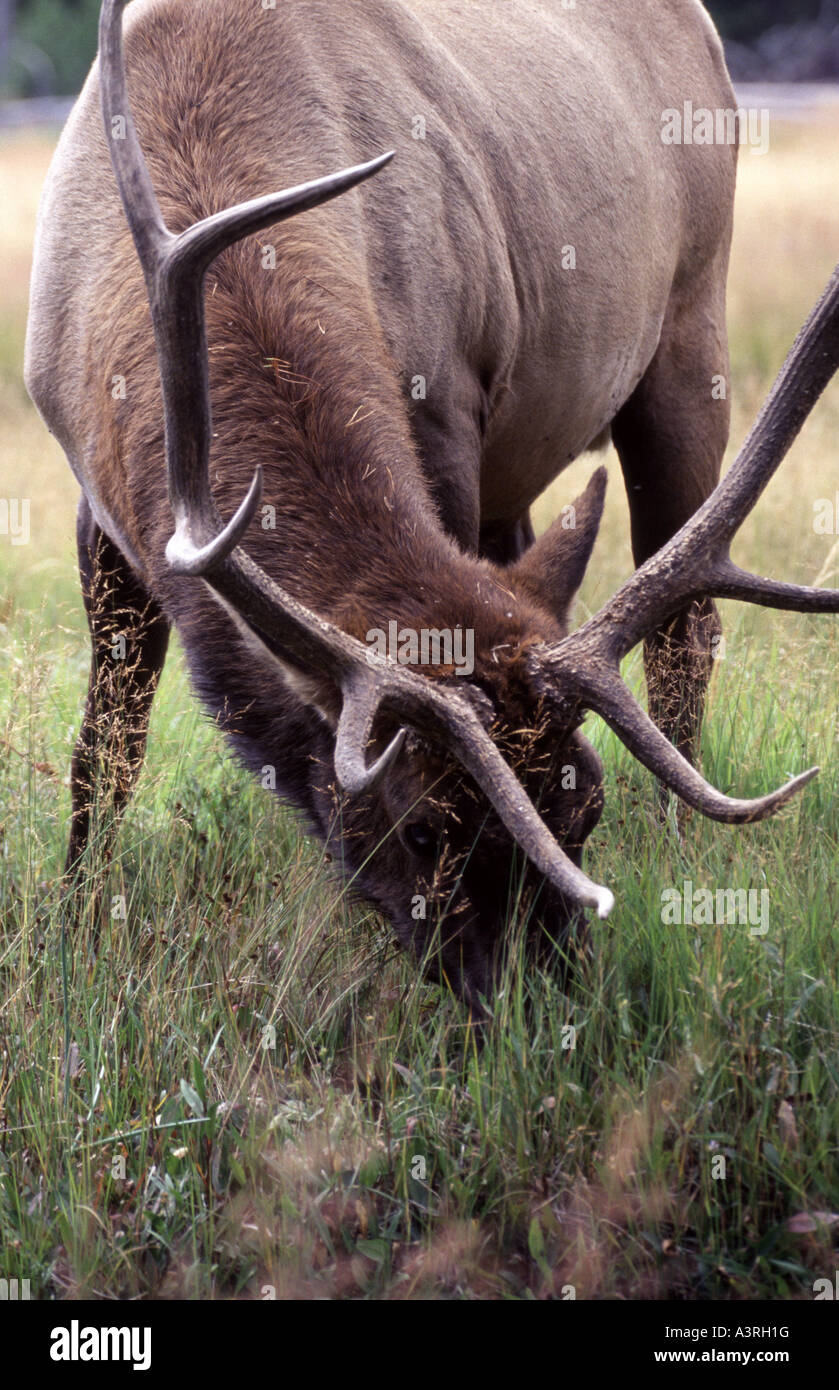 Stag Elk, Cervus elaphus, Yellowstone National Park, Wyoming, USA Stock ...