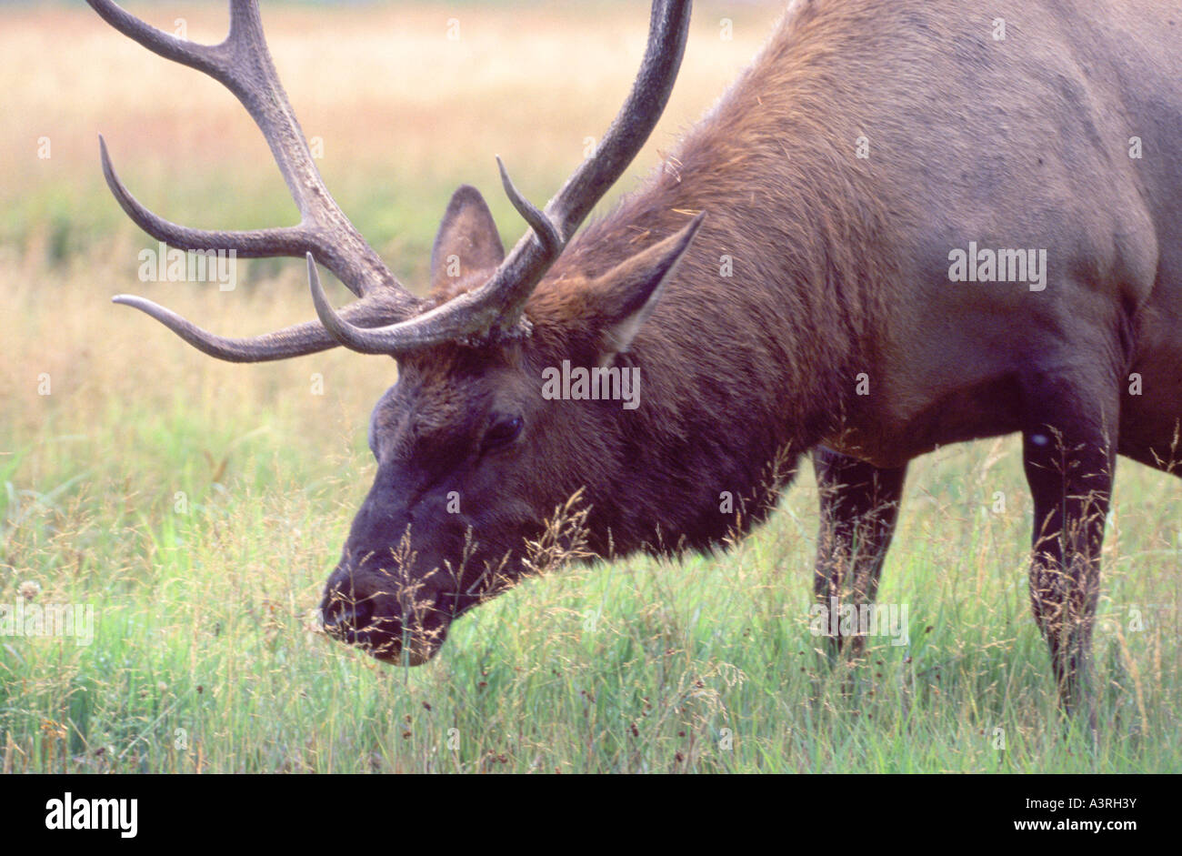 Stag Elk, Cervus elaphus, Yellowstone National Park, Wyoming, USA Stock ...