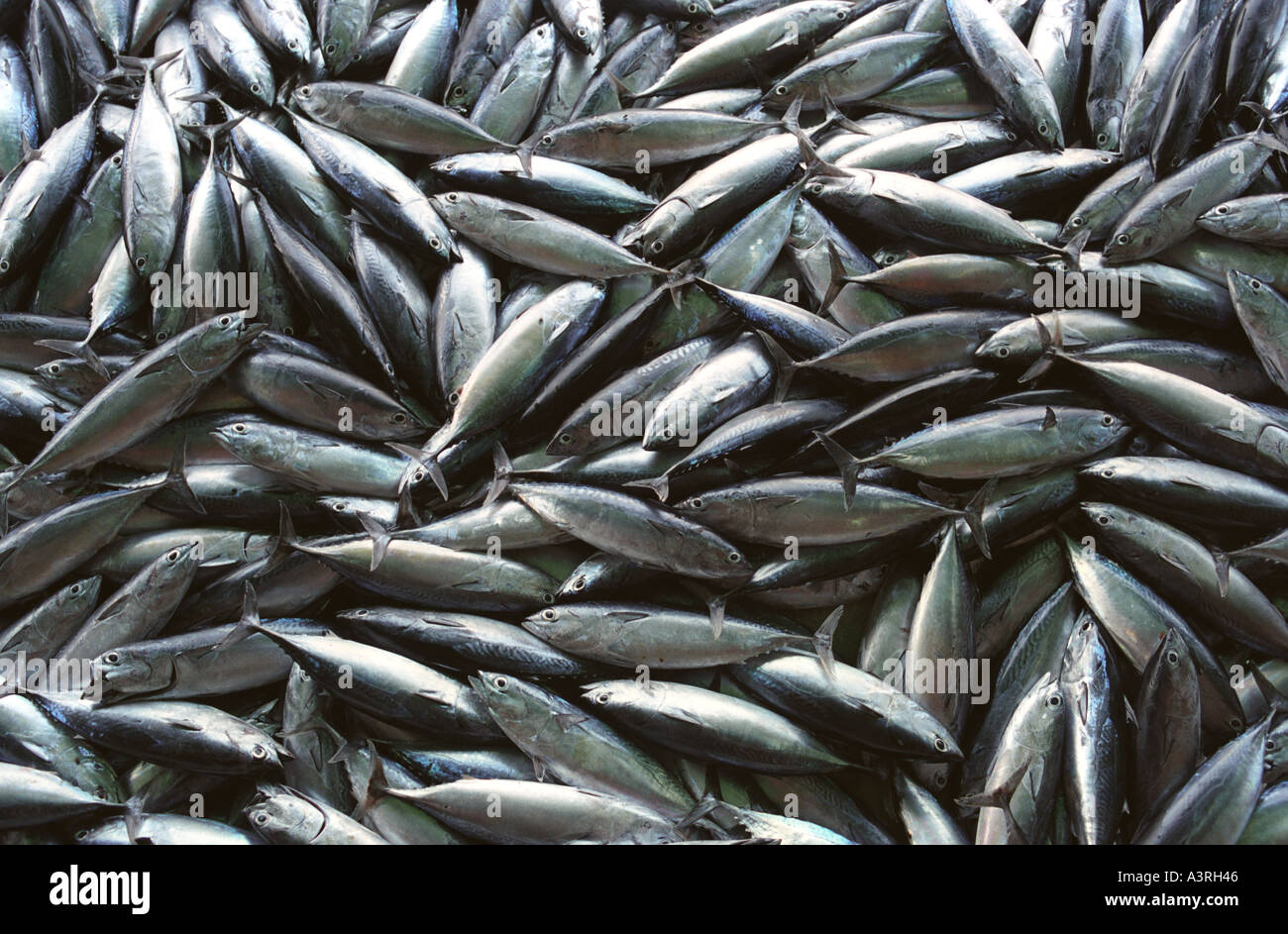 Indian Tuna Fish Images