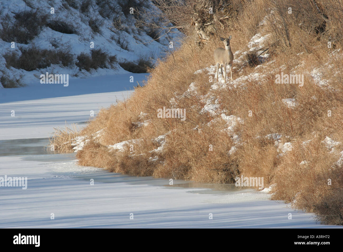 White tailed deer jaw hi-res stock photography and images - Alamy