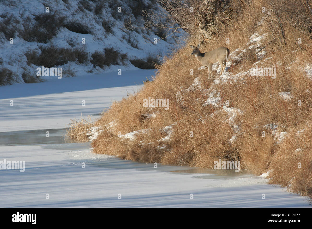 White tailed deer jaw hi-res stock photography and images - Alamy