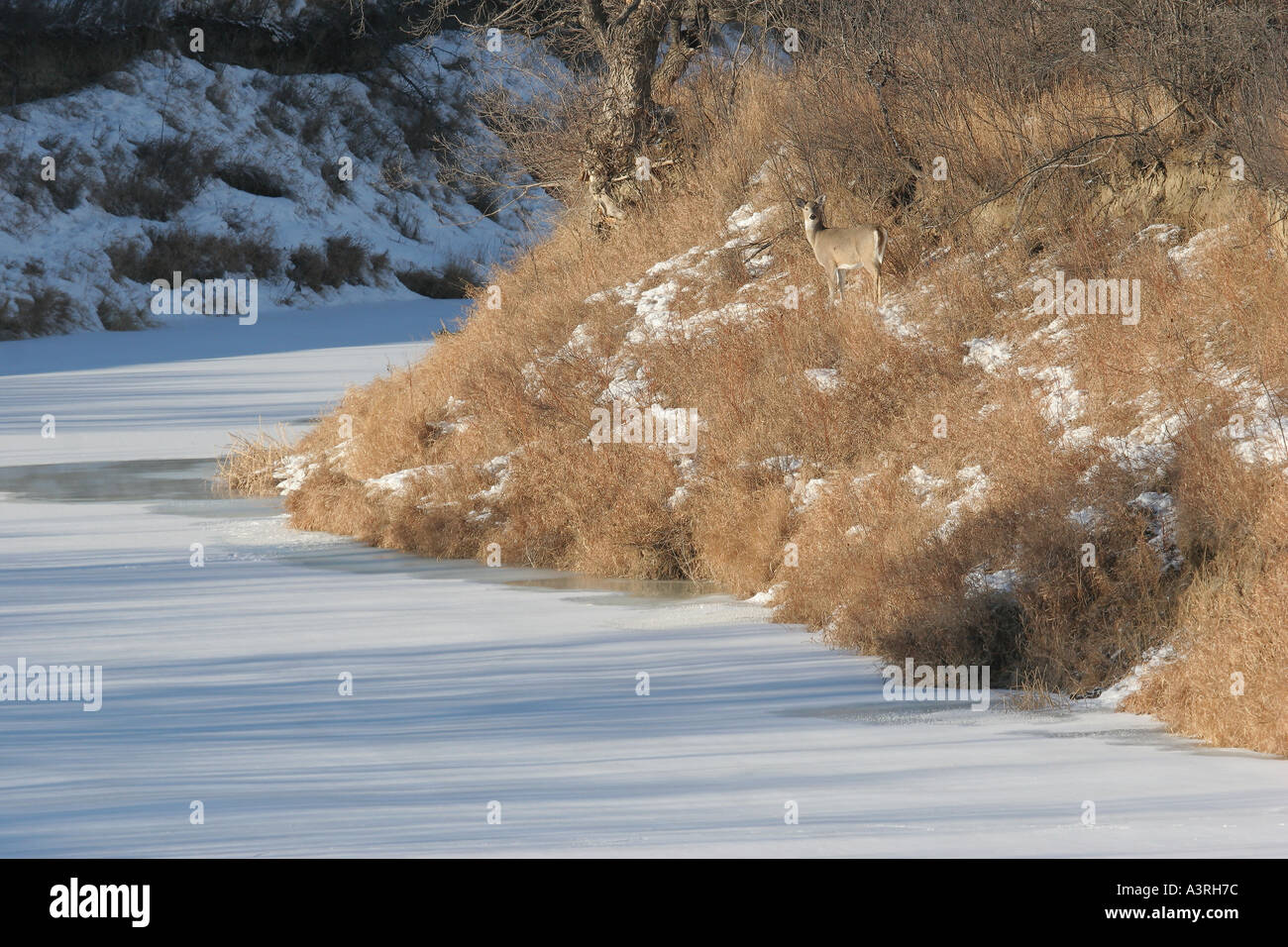 White tailed deer jaw hi-res stock photography and images - Alamy