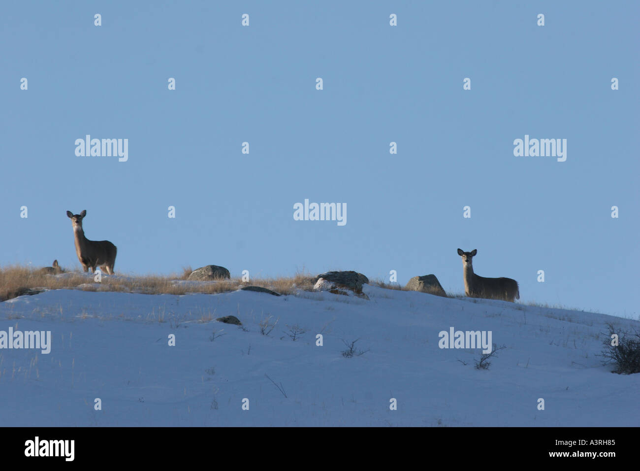 White tailed deer jaw hi-res stock photography and images - Alamy