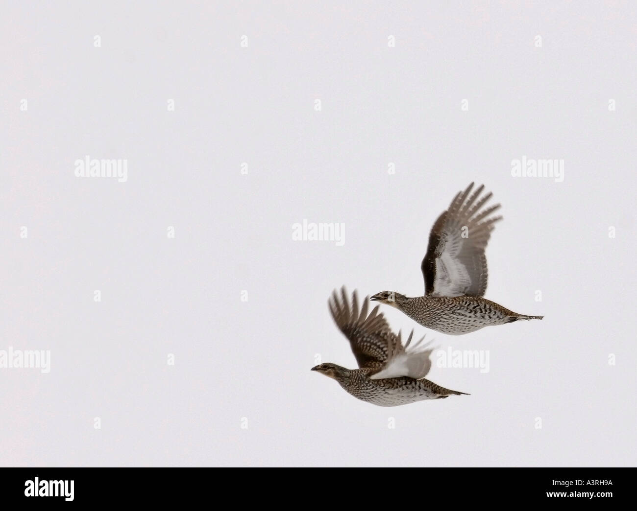 Sharp tailed Grouse in flight in scenic Saskatchewan Canada Stock Photo ...