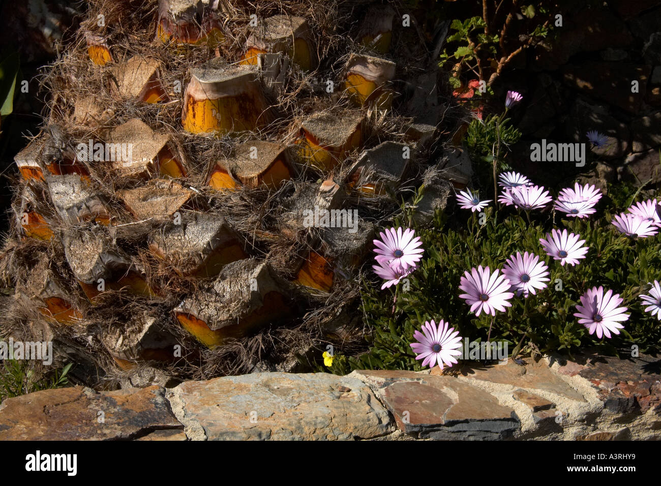 Palm base hi-res stock photography and images - Alamy