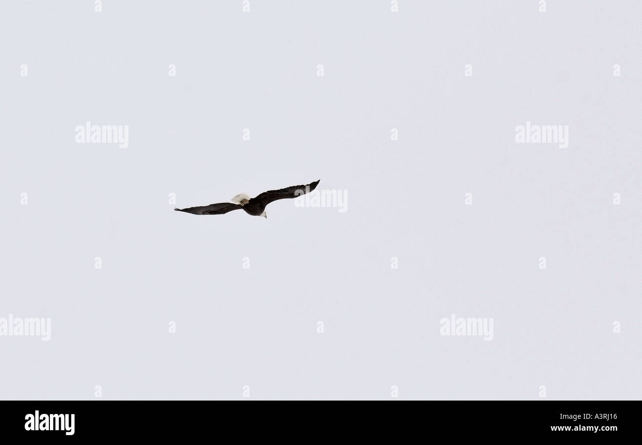 Bald Eagle soaring in early spring in scenic Saskatchewan Canada Stock ...