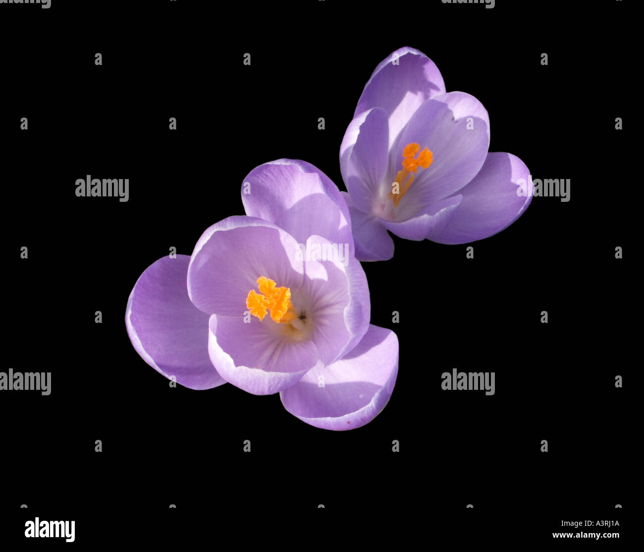 Purple crocus flowers hi-res stock photography and images - Alamy