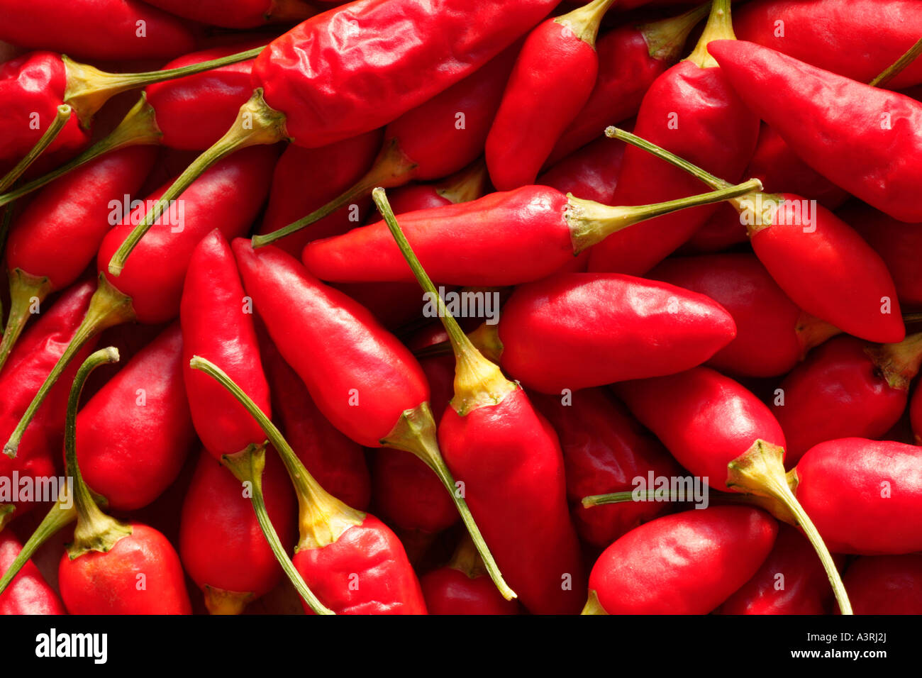 Close up of drying red chilli pepper pods Stock Photo - Alamy