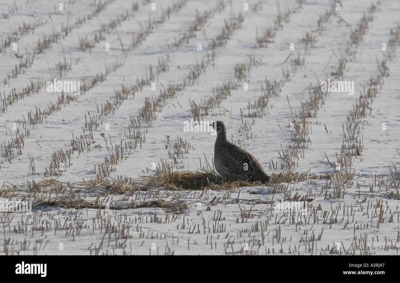 Sharp tailed Grouse in scenic Saskatchewan Canada Stock Photo - Alamy