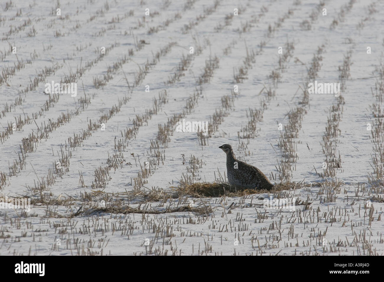 Sharp tailed Grouse in scenic Saskatchewan Canada Stock Photo - Alamy
