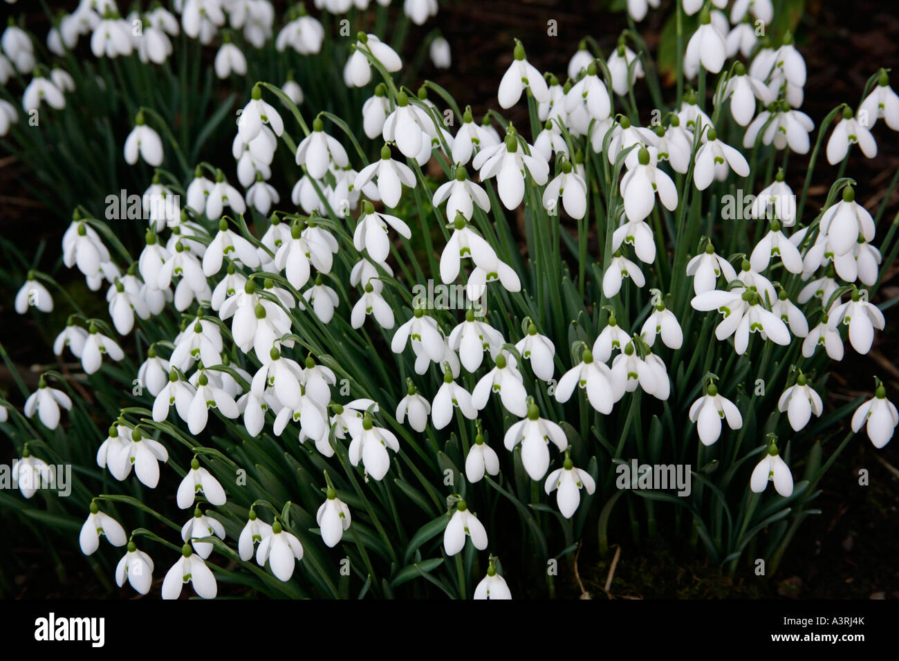 Close up of snowdrop flowers Galanthus S.Arnott Stock Photo - Alamy