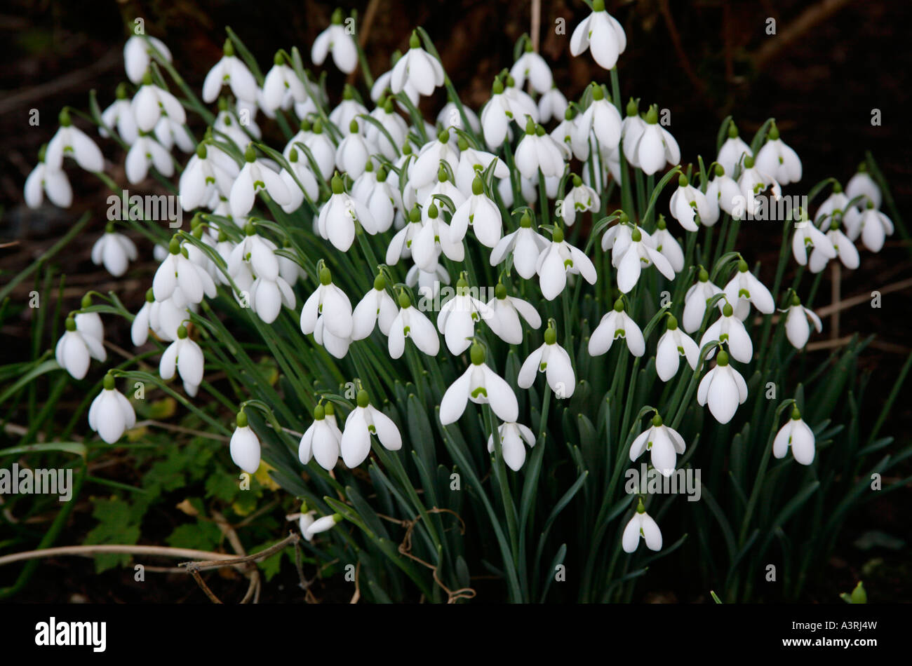 Arnott galanthus hi-res stock photography and images - Alamy