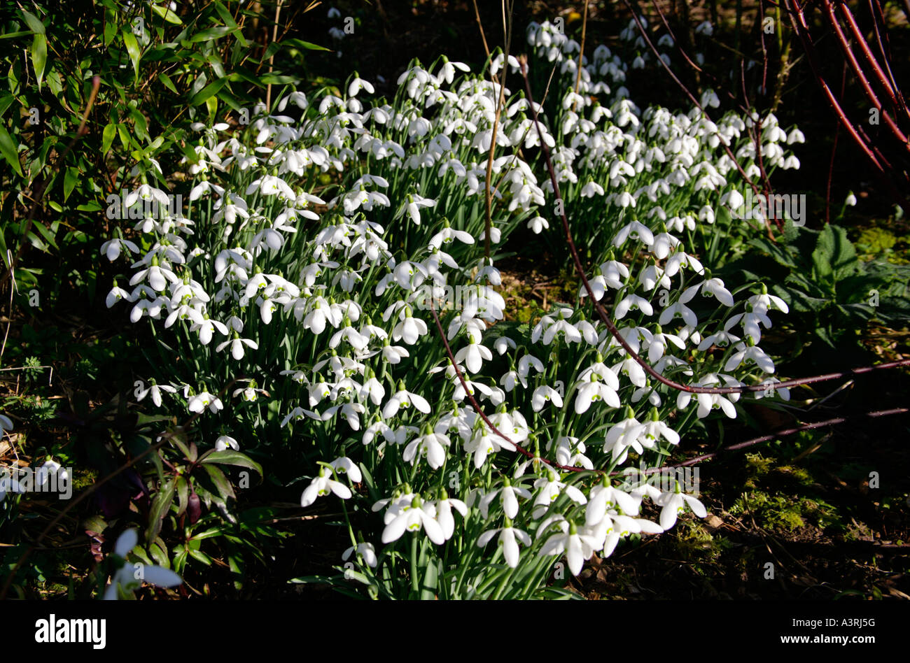 Clustered snowdrop flowers Galanthus S.Arnott in spring sunshine Stock ...