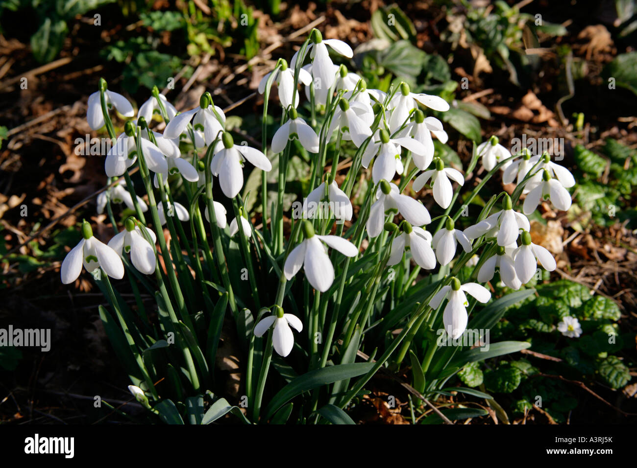 Cluster of snowdrop flowers Galanthus S.Arnott Stock Photo - Alamy