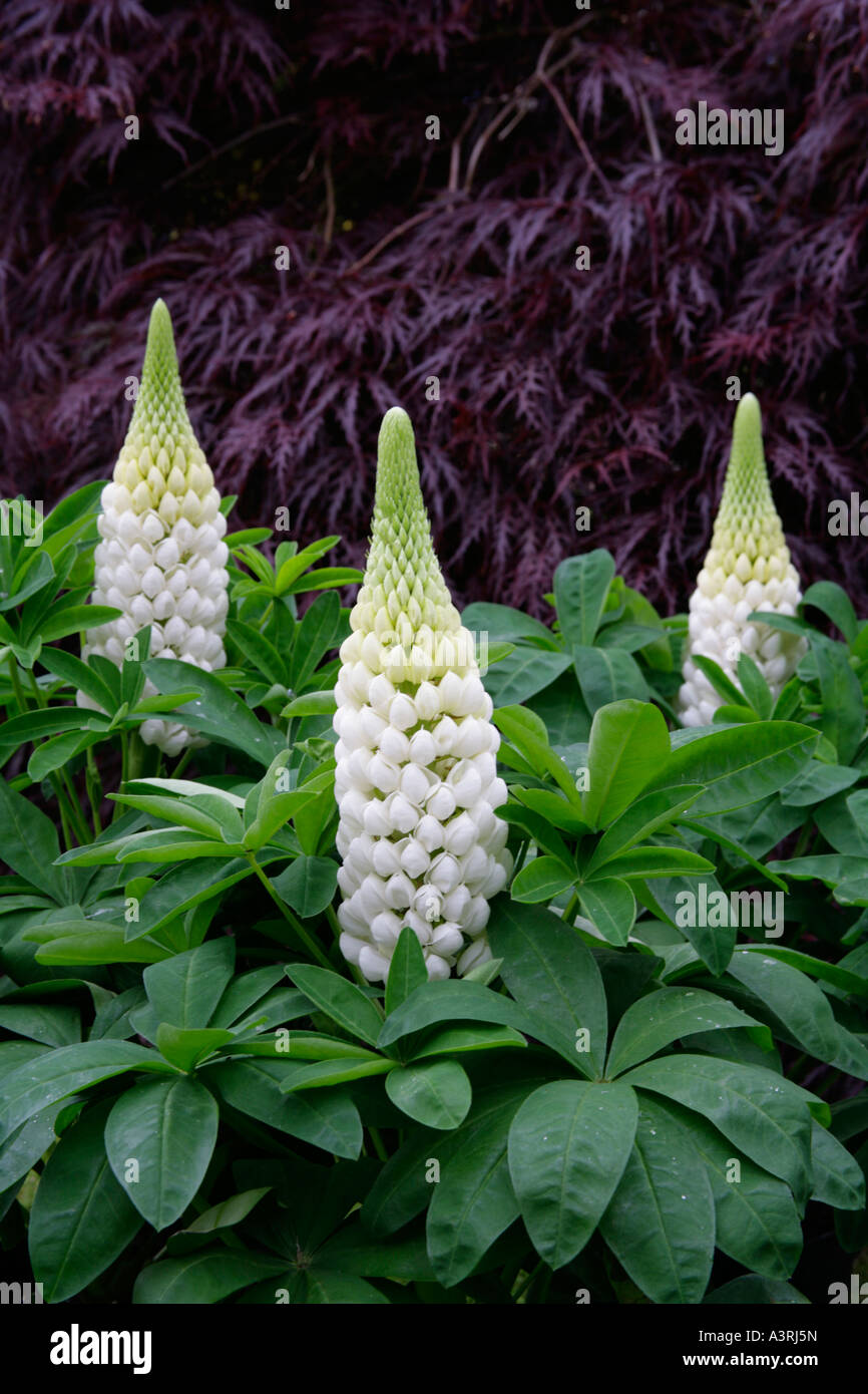 White lupin hi-res stock photography and images - Alamy
