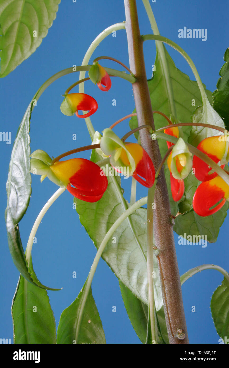 Clustered flowers and foliage of Congo Cockatoo impatiens niamniamensis ...