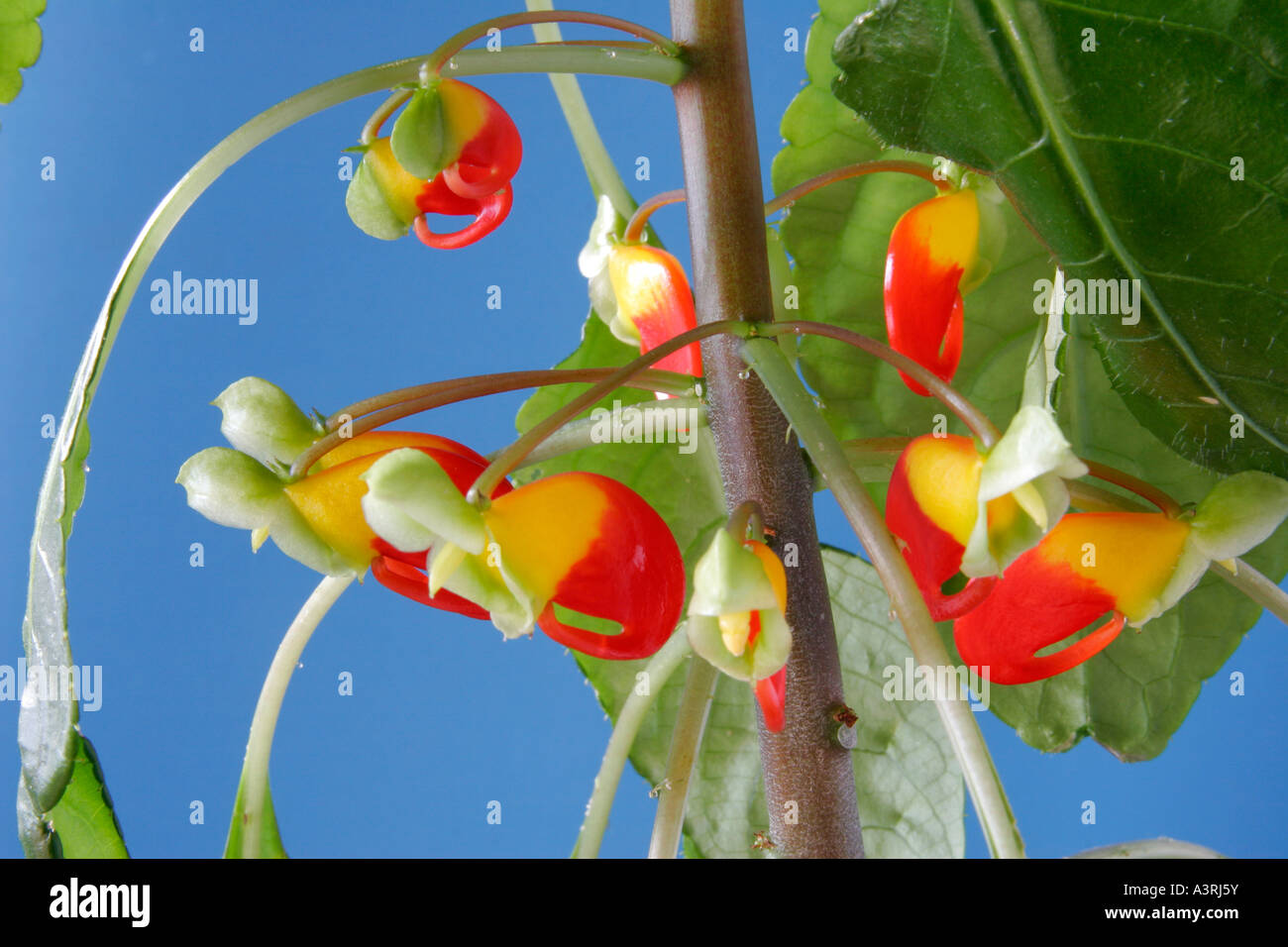 Clustered flowers and foliage of Congo Cockatoo impatiens niamniamensis ...