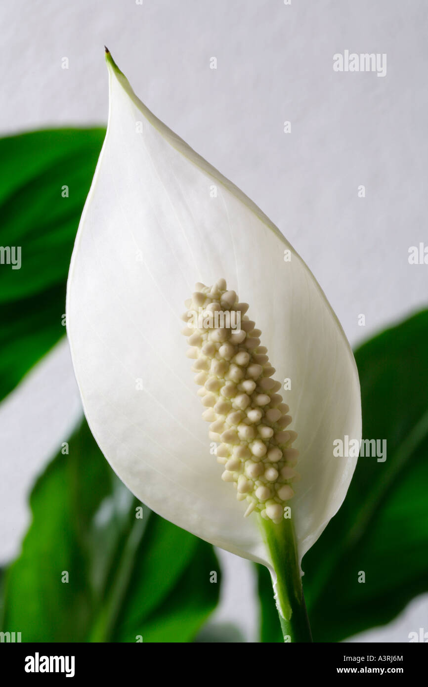 Peace lily leaves hi-res stock photography and images - Alamy