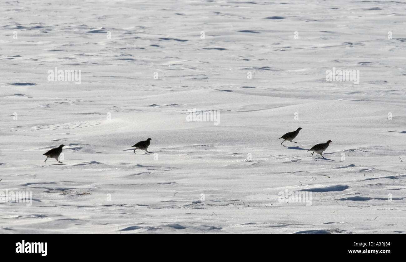 Gray partridge images hi-res stock photography and images - Alamy