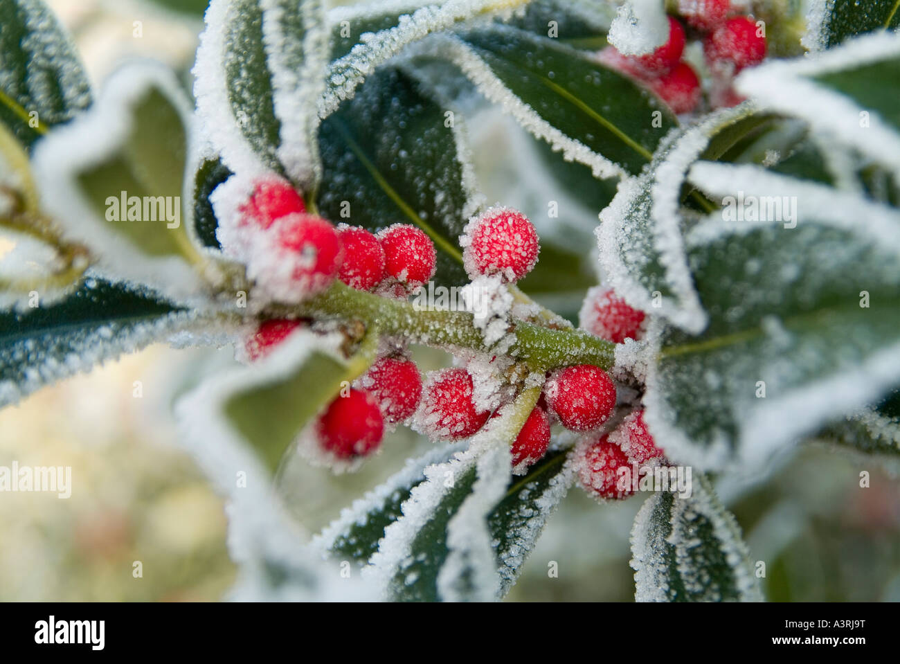 Rime frost on a variagated holly bush leaves and berries Stock Photo ...