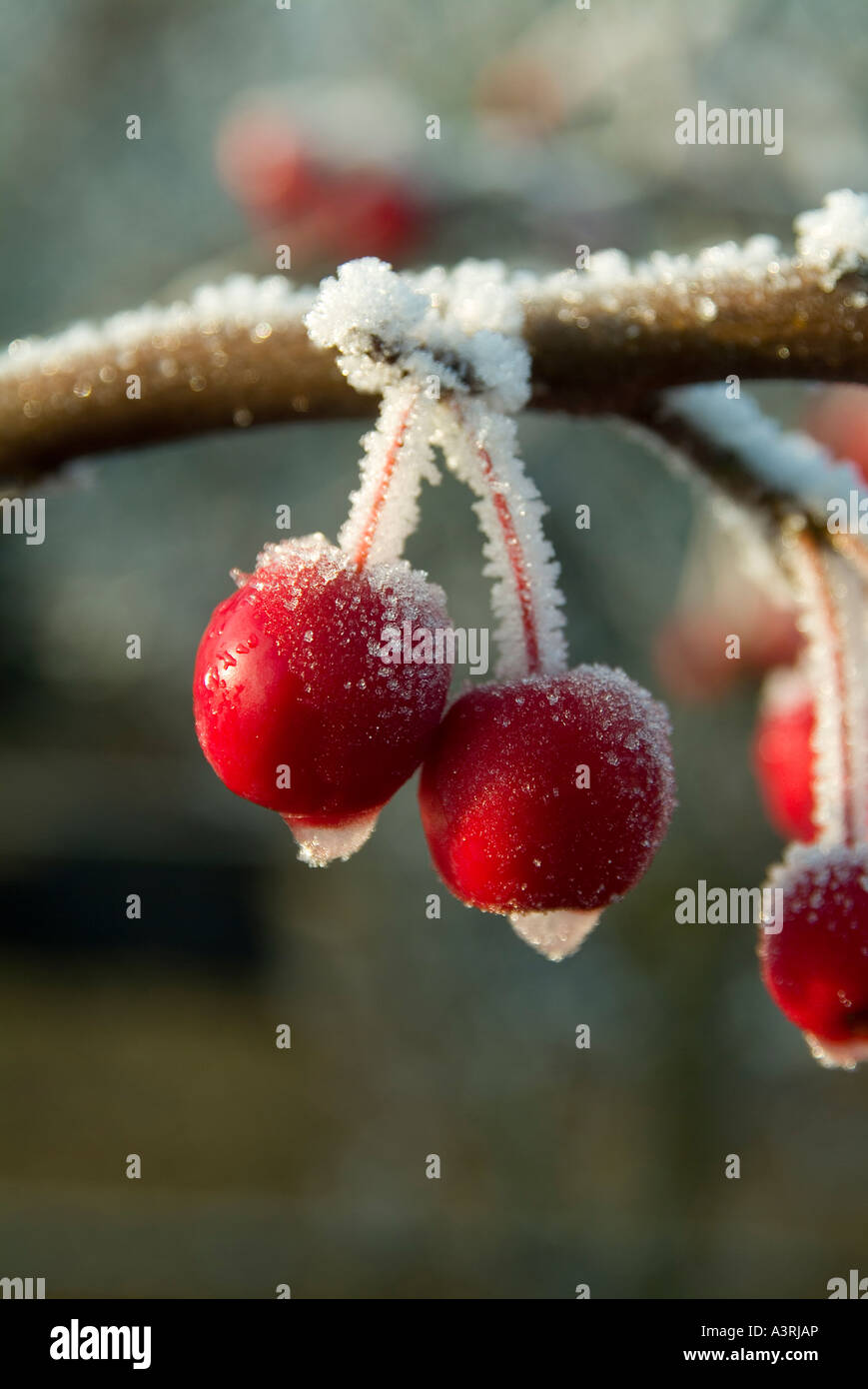 Rime frost on Malus Red Sentinel an ornamental Crab apple Stock Photo ...