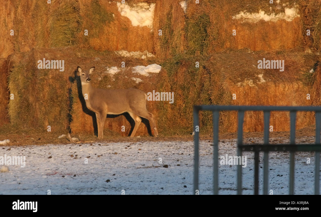 White tailed deer jaw hi-res stock photography and images - Alamy