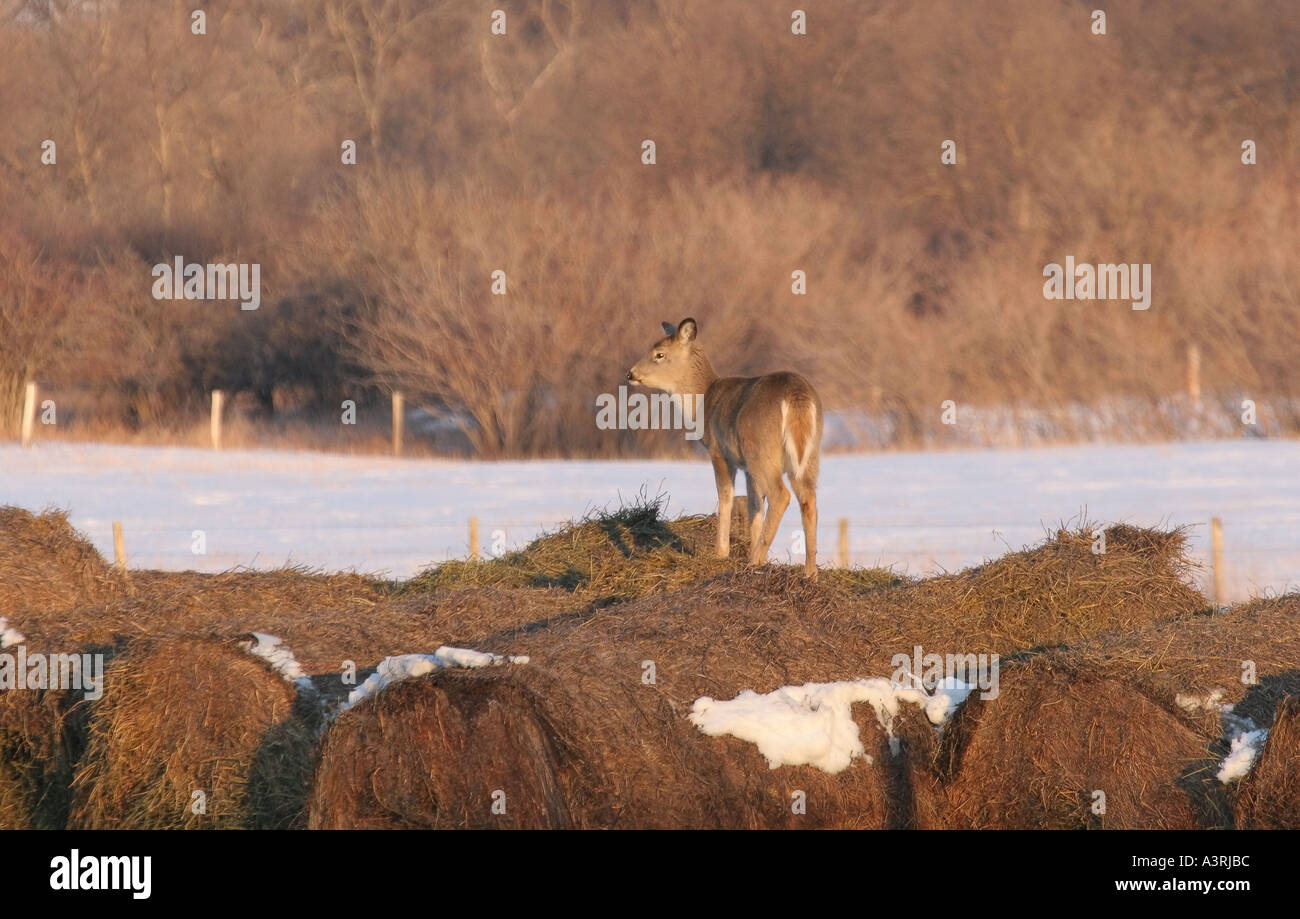 White tailed deer jaw hi-res stock photography and images - Alamy
