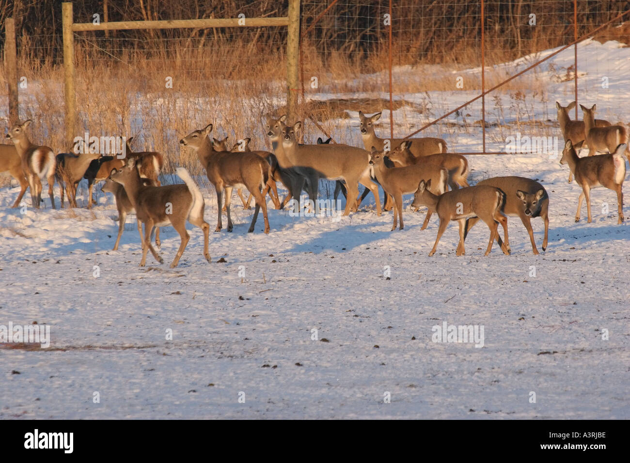 White tailed deer jaw hi-res stock photography and images - Alamy