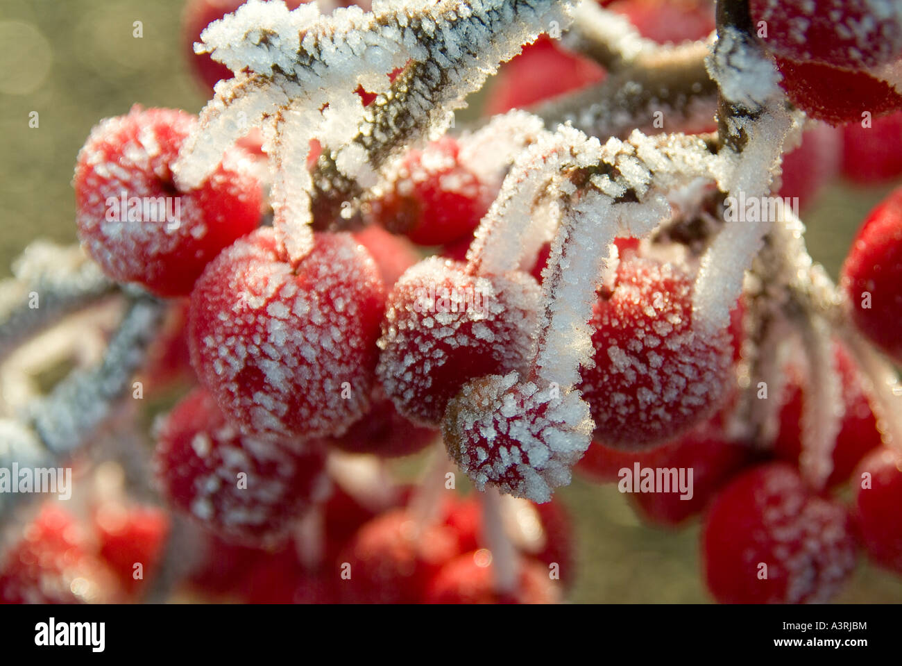 Rime frost on Malus Red Sentinel an ornamental Crab apple Stock Photo ...