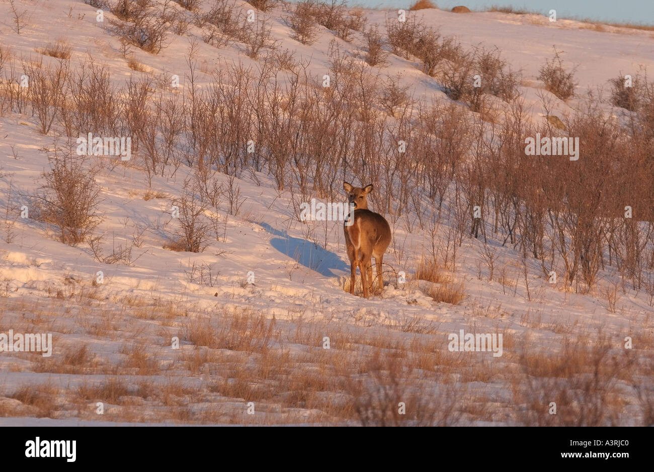 White tailed deer jaw hi-res stock photography and images - Alamy