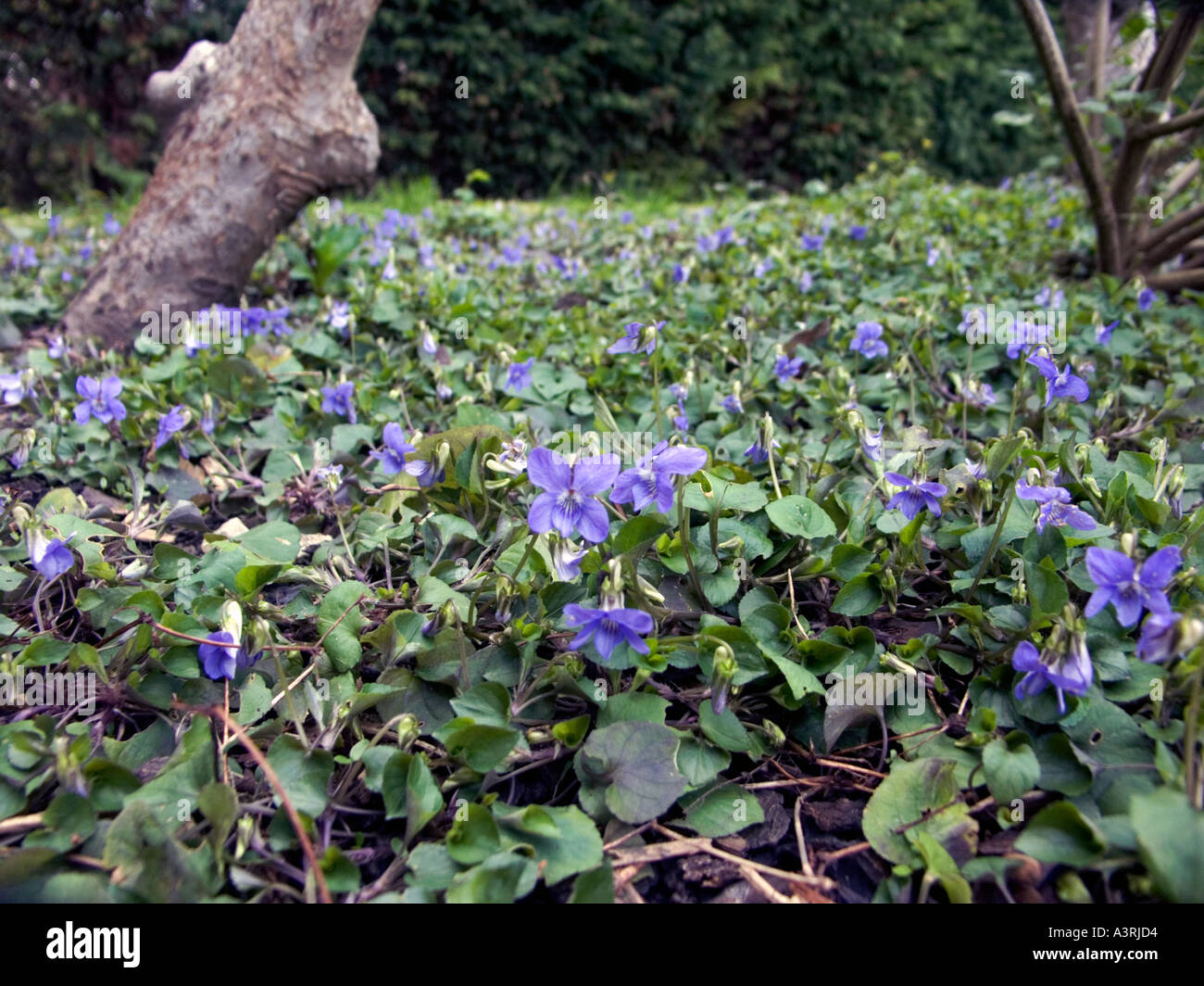 Naturalised under the trees hi-res stock photography and images - Alamy