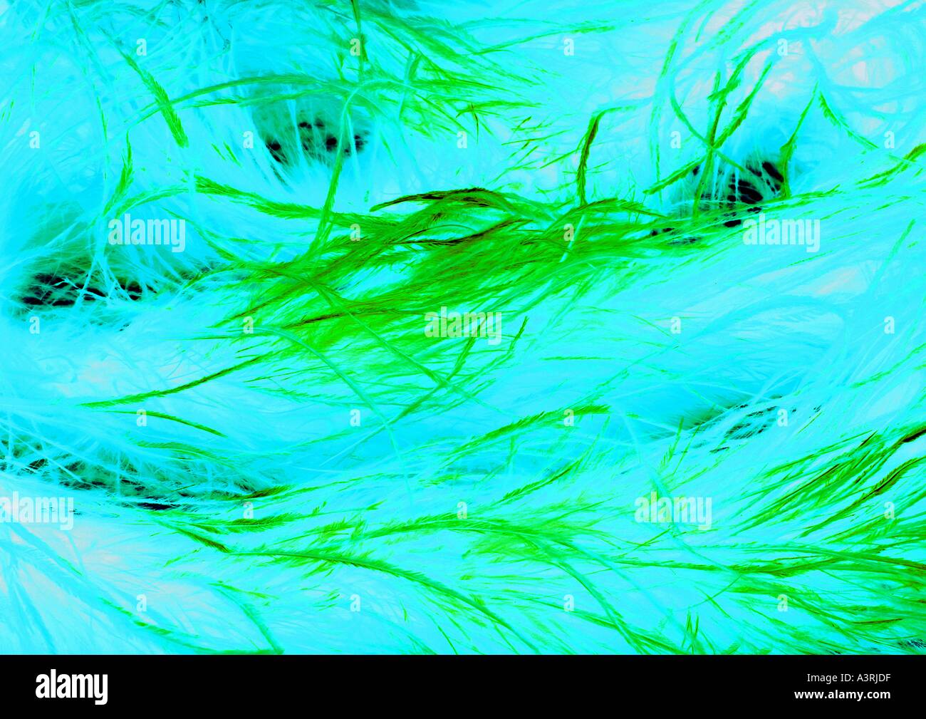 Feathers Fabrics Animal Patterns Stock Photo - Alamy