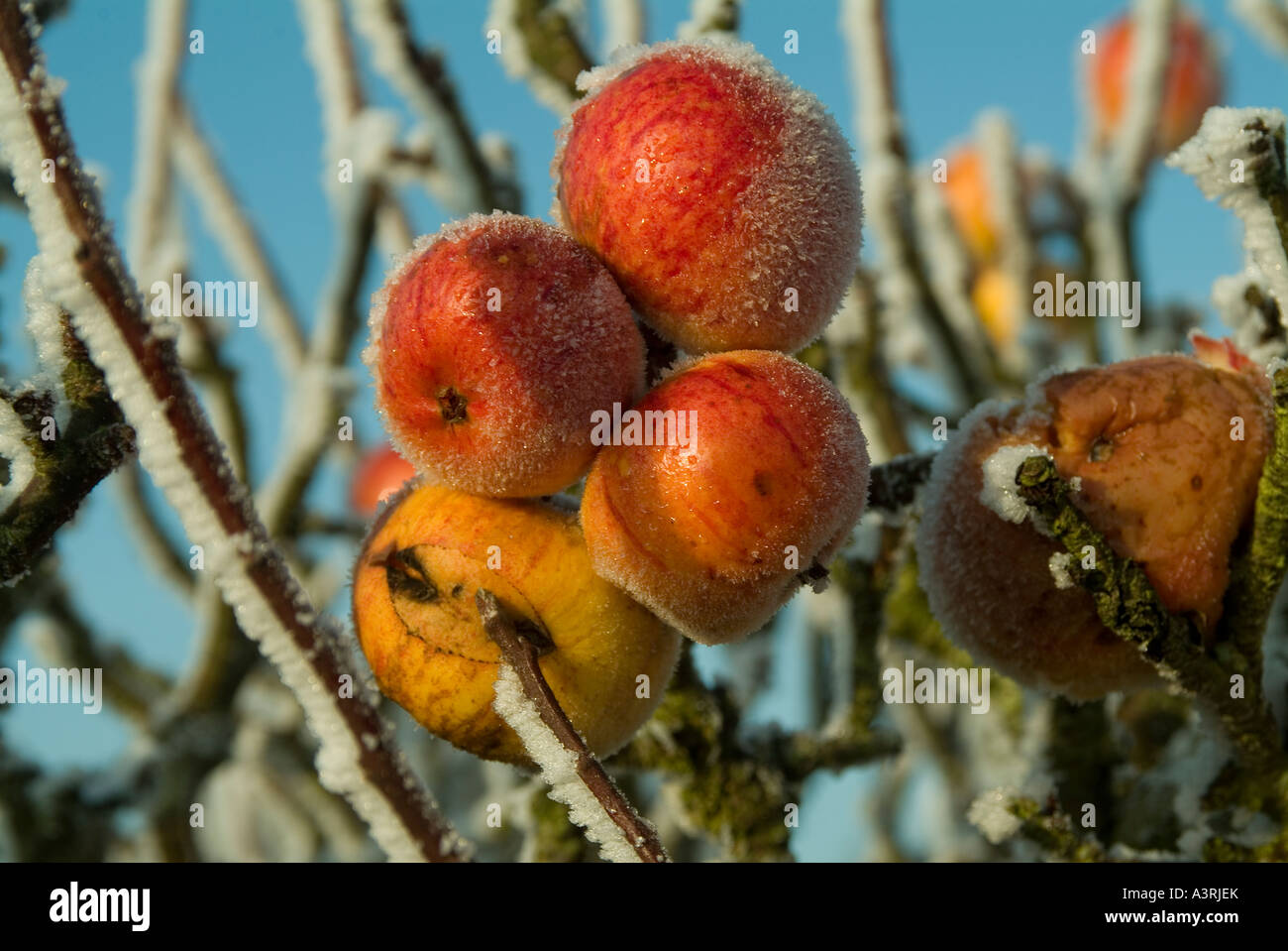 Rime frost on red apples still attached to an apple tree in December ...