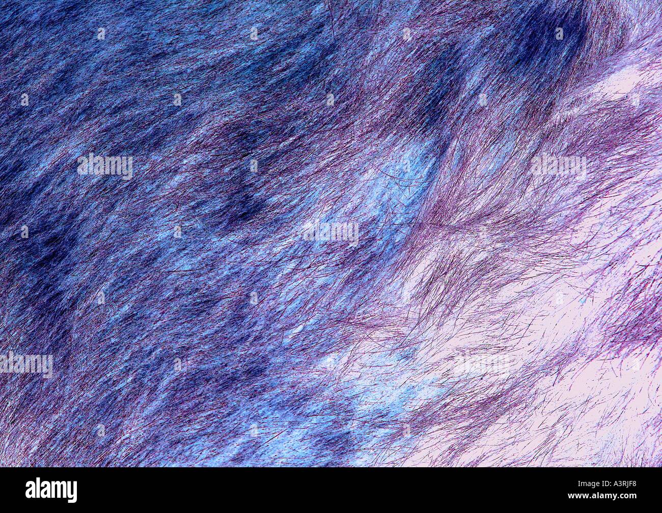 Feathers Fabrics Animal Patterns Stock Photo - Alamy