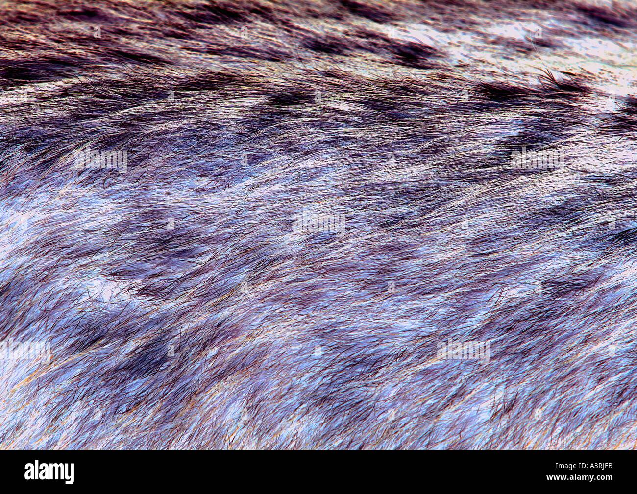 Feathers Fabrics Animal Patterns Stock Photo - Alamy